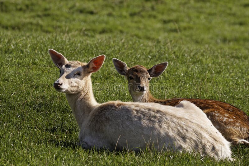 European Roe Deer, Capreolus Capreolus Stock Photo - Image of mammals ...