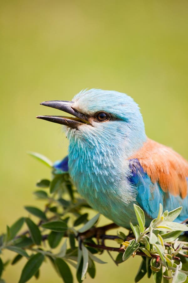 European Roller stock image. Image of wild, exotic, migratory - 14316933