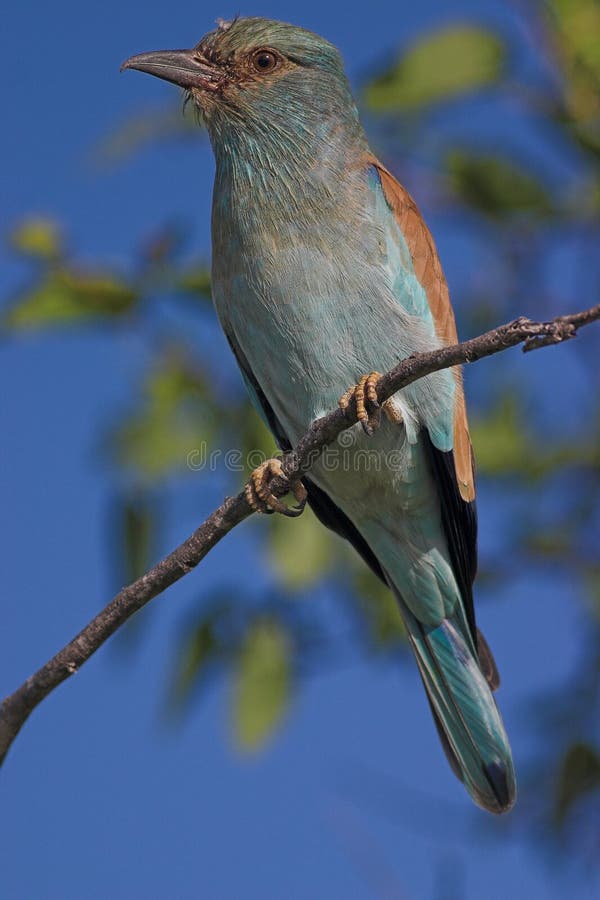 European Roller stock image. Image of bush, blue, africa - 1488909