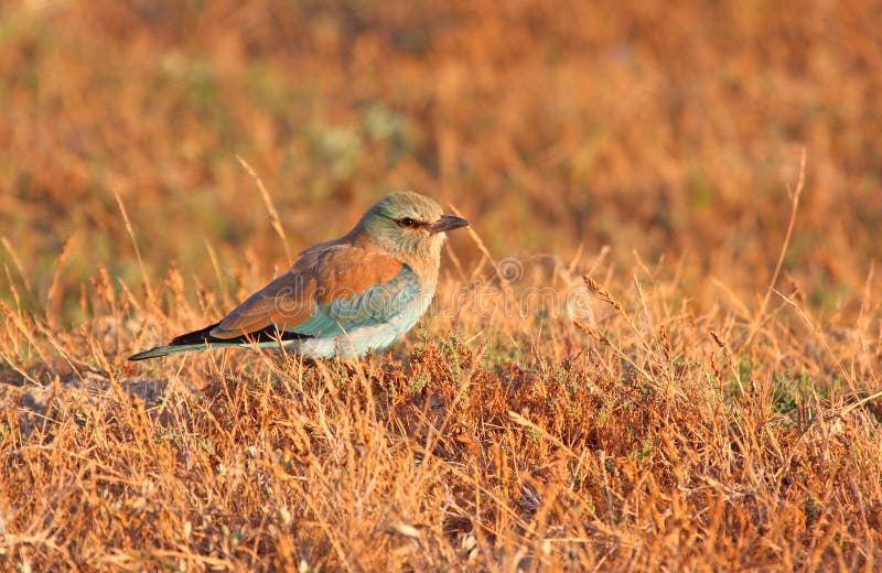 European roller stock photo. Image of coracias, wood - 21181942