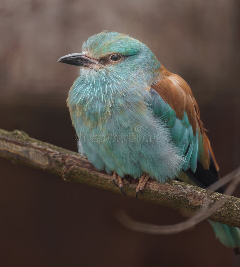 European Roller stock image. Image of garden, beak, color - 269863125