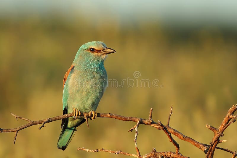 European Roller stock image. Image of perched, color - 27716451
