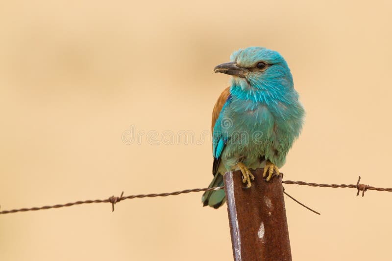 Close-up European roller stock photo. Image of bird, blue - 38279554