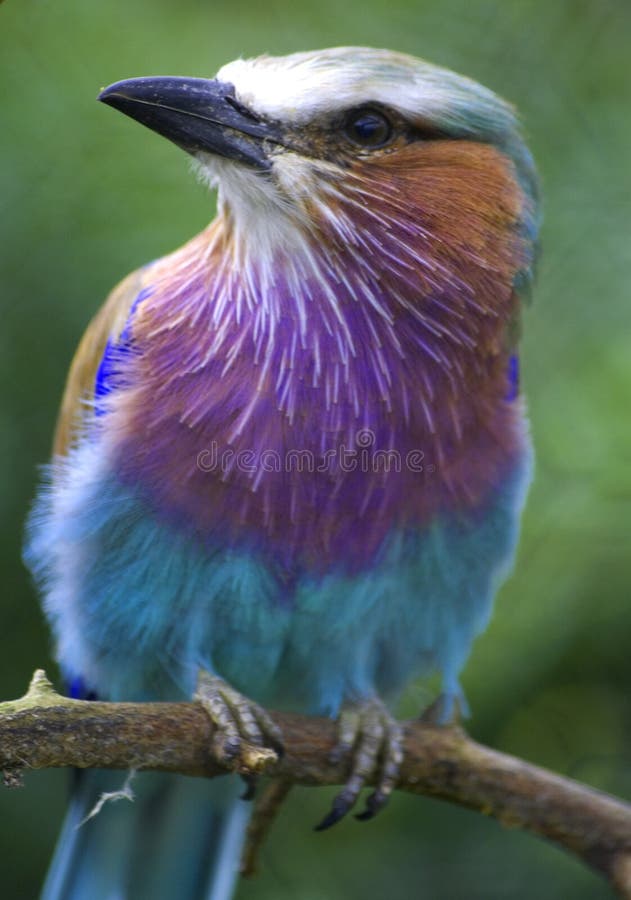 European roller stock image. Image of parrot, colourful - 5681773