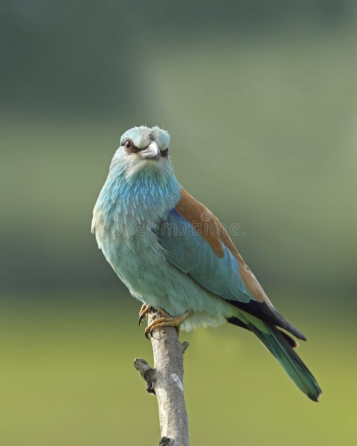 European Roller Bird on Branch Stock Photo - Image of branch, wood ...