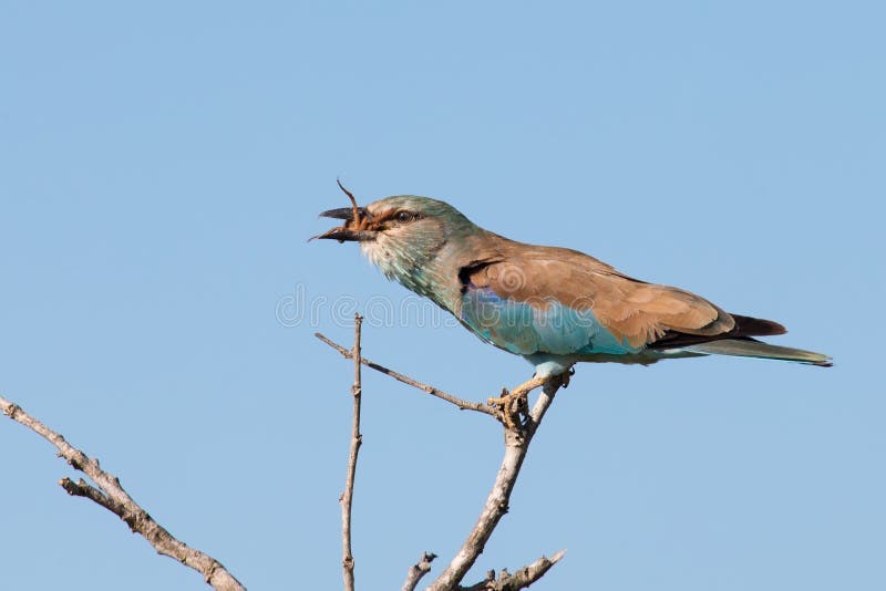 European Roller in Blue Detail Sitting on a Branch in Sun Stock Image ...