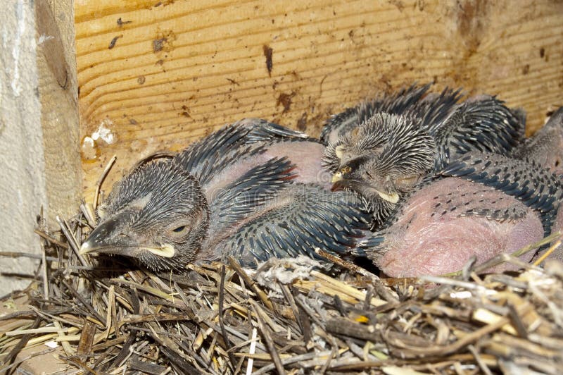 European Roller Chicks (Coracias Garrulus) Stock Image - Image of ...