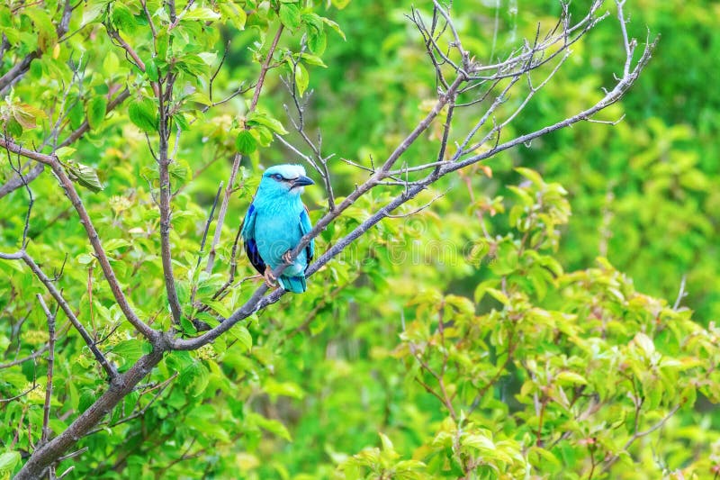 The European Roller (Coracias Garrulus) Stock Image - Image of beauty ...
