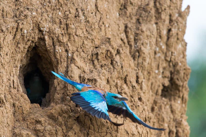 European Roller or Coracias Garrulus Feeding Chicks in Nest Hole Stock ...