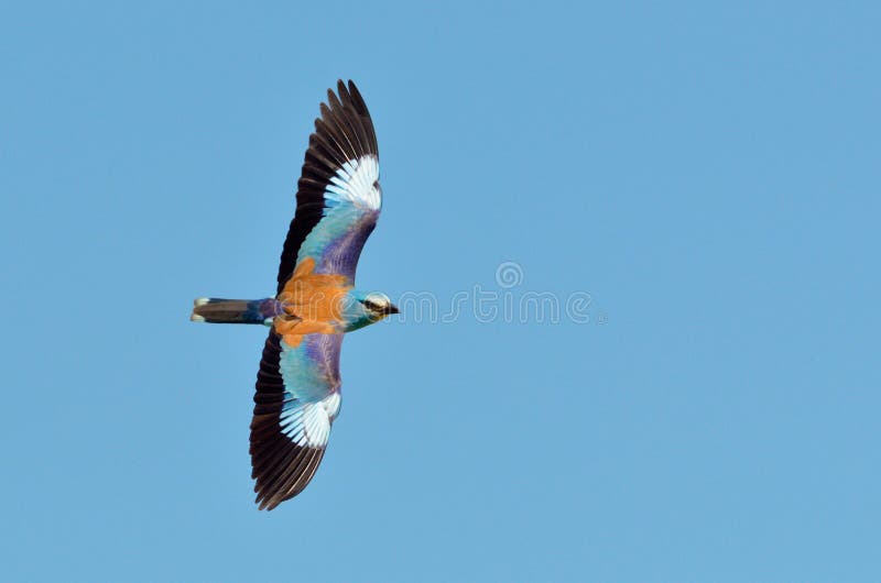 European roller stock photo. Image of southafrica, tail - 34553260
