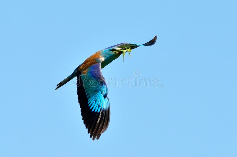 European roller stock photo. Image of southafrica, tail - 34553260