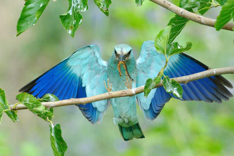 European Roller Coracias Garrulus in Natural Habitat Stock Photo ...