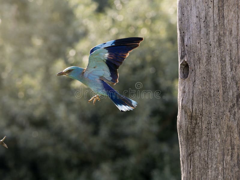 European Roller, Coracias Garrulus Stock Image - Image of garrulus ...