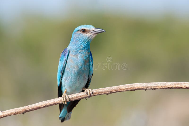 European Roller (Coracias Garrulus) Standing on a Branch Stock Photo ...