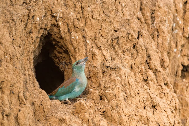 Nestling of European Roller or Coracias Garrulus Stock Photo - Image of ...
