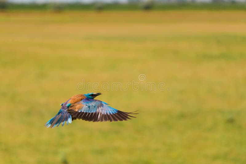 European roller flying stock image. Image of animal - 184631265