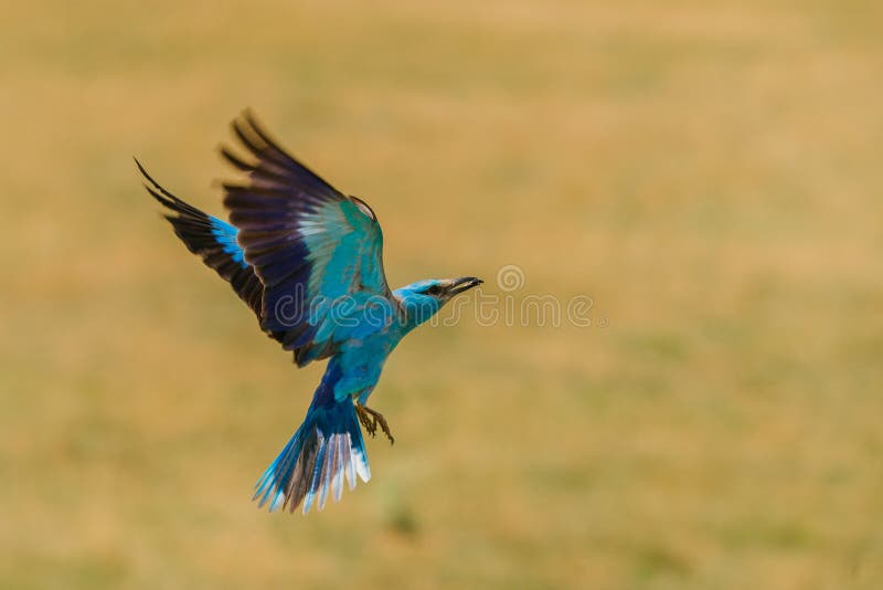 European roller flying stock image. Image of colorful - 184631671