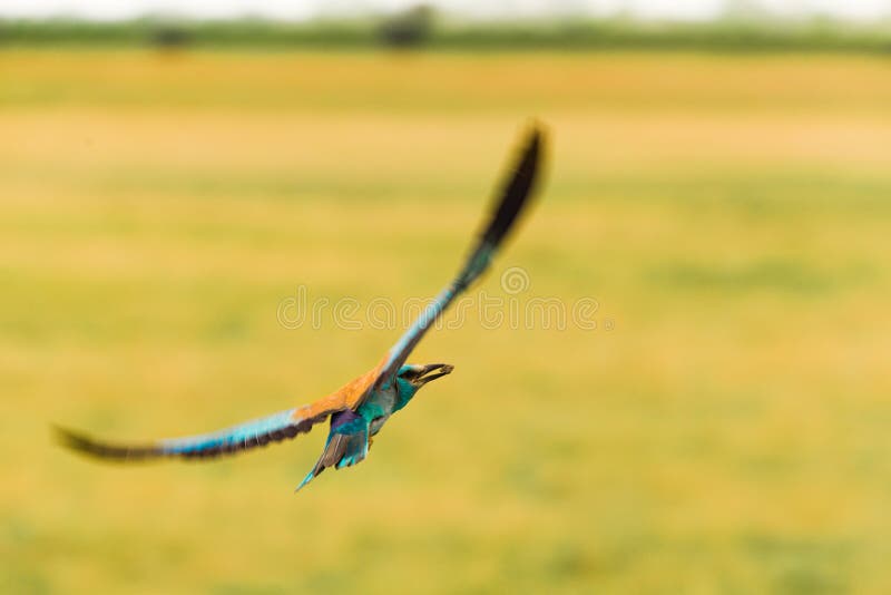 European roller flying stock image. Image of landing - 184631911