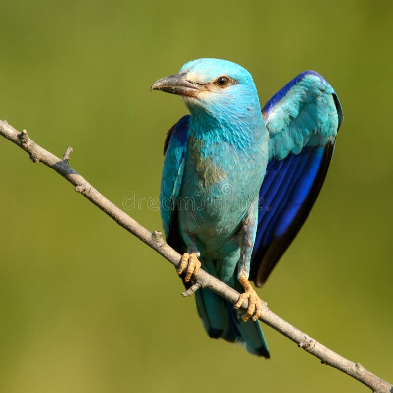 European Roller or Coracias Garrulus in Flight Stock Image - Image of ...