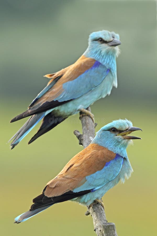 475 European Rollers Stock Photos - Free & Royalty-Free Stock Photos ...