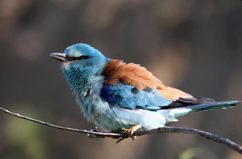 European Rollers (Coracias Garrulus) Stock Image - Image of animal ...