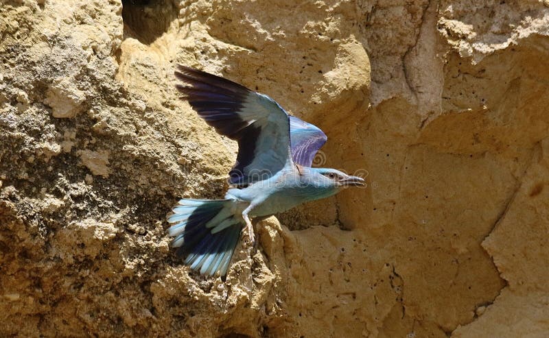 European Rollers Coracias Garrulus Stock Photo - Image of garrulus ...