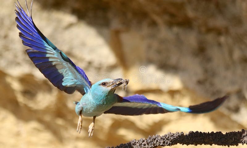European Rollers Coracias Garrulus Stock Image - Image of spain ...