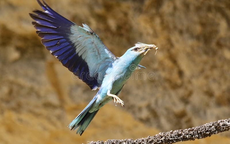 496 European Rollers Photos - Free & Royalty-Free Stock Photos from ...