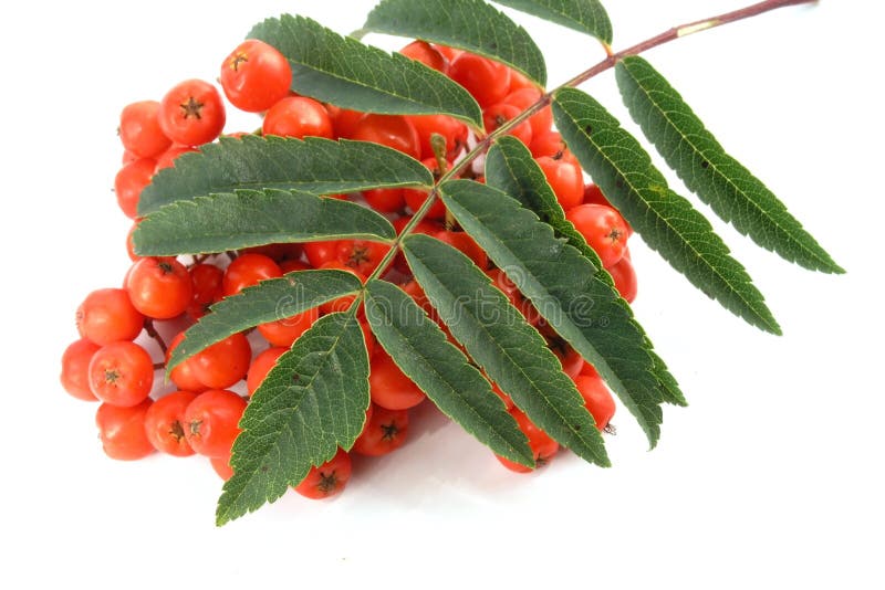 European Rowan fruit stock image. Image of european, fruit - 1246721