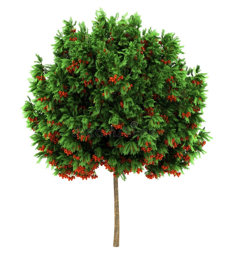 Art Rowan Tree Isolated Over White. Stock Vector - Illustration of ...