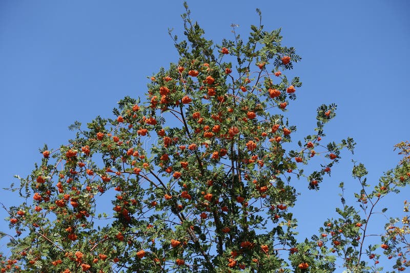European Rowan with Orange Berries Against Blue Sky in Mid September ...