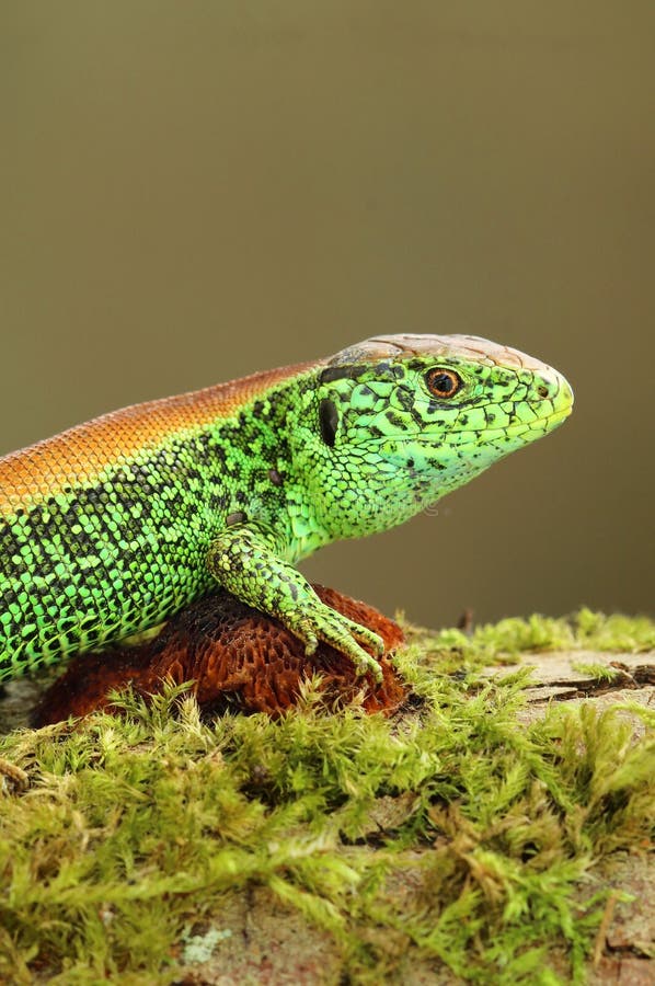 Lizard on the green leaf stock image. Image of outdoor - 255349131