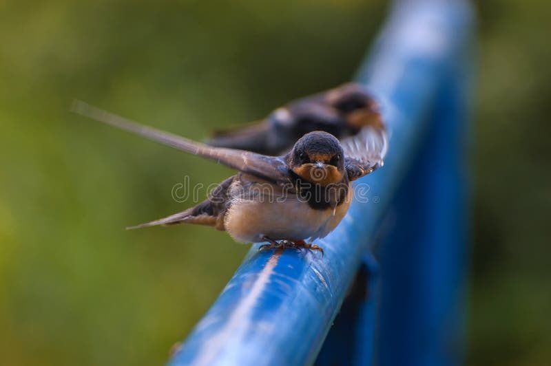 EUROPEAN SAND MARTIN stock photo. Image of hands, swallows - 81743666