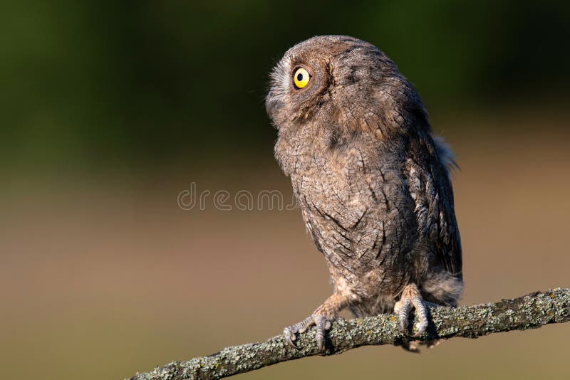 European Scops Owl, Otus Scops Close Up Stock Photo - Image of wildlife ...