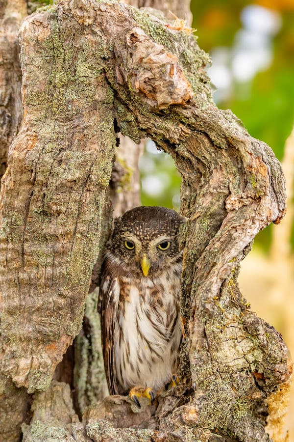European Scops Owl stock image. Image of eyes, feather - 336325679