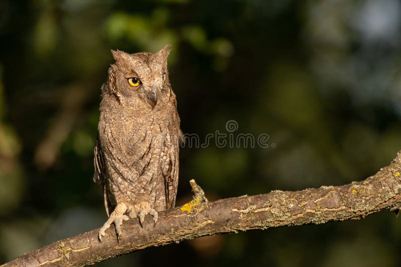 European Scops Owl Otus Scops, Sitting in the Forest on a Branch Stock ...