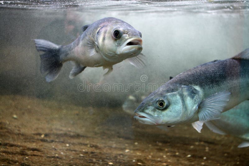 European Seabass (Dicentrarchus Labrax) Stock Image - Image of pacific ...