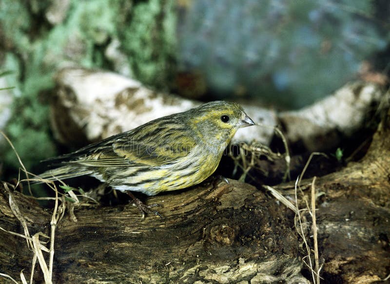 European Serin, Serinus Serinus Stock Image - Image of full, serinus ...