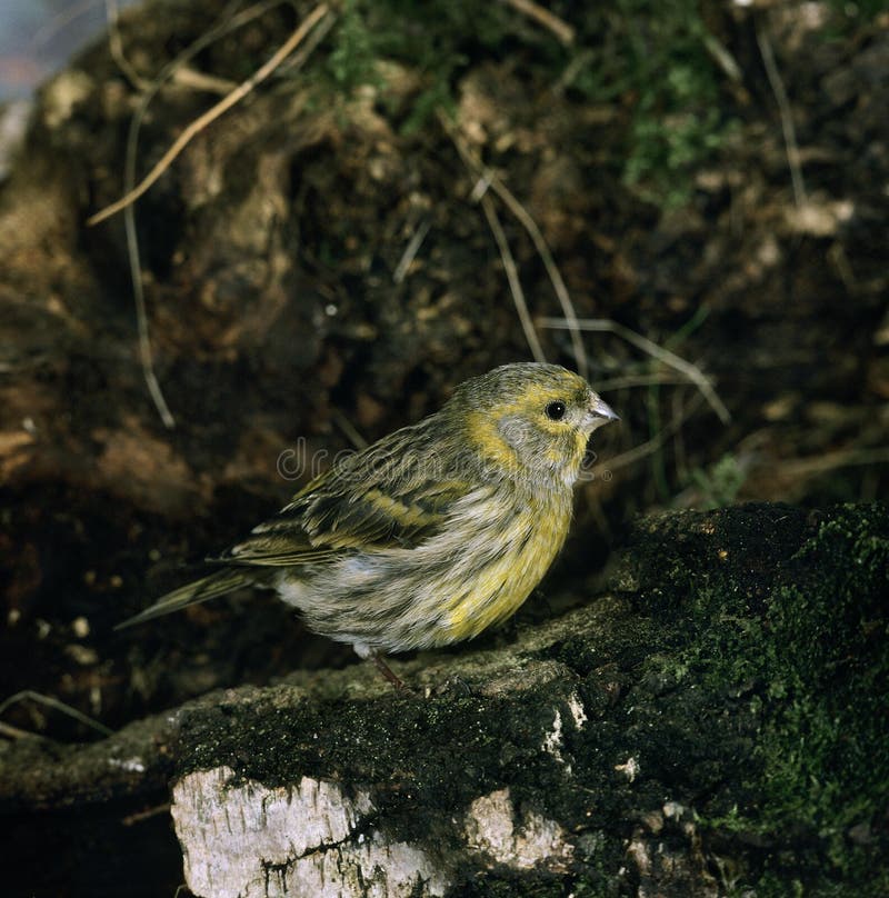 European Serin, Serinus Serinus, Adult Stock Photo - Image of wildlife ...