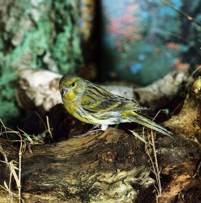 European serin stock image. Image of nature, finch, serin - 31786301