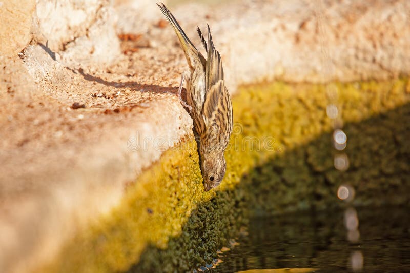 European Serin (Serinus Serinus) Drinking from the Fountain Stock Photo ...