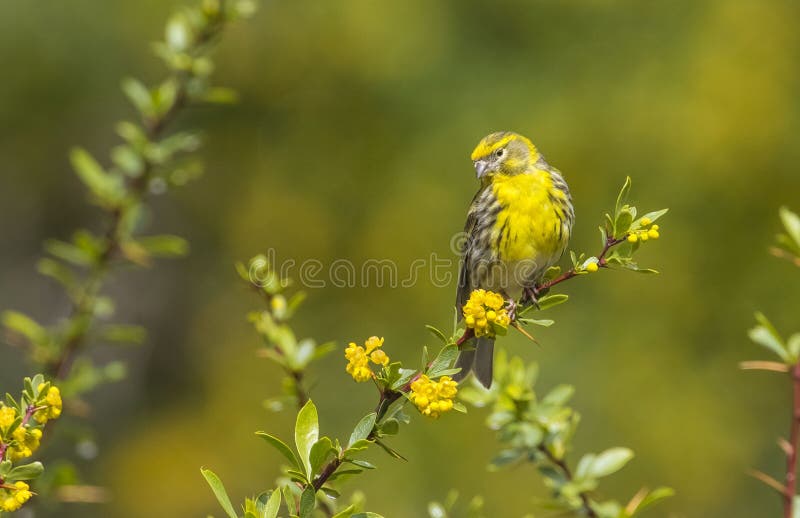 European Serin (Serinus Serinus) is a Song Bird. Stock Photo - Image of ...
