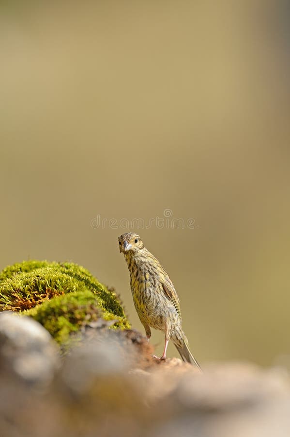European Serin Standing Next To the Mossy Stone Stock Image - Image of ...