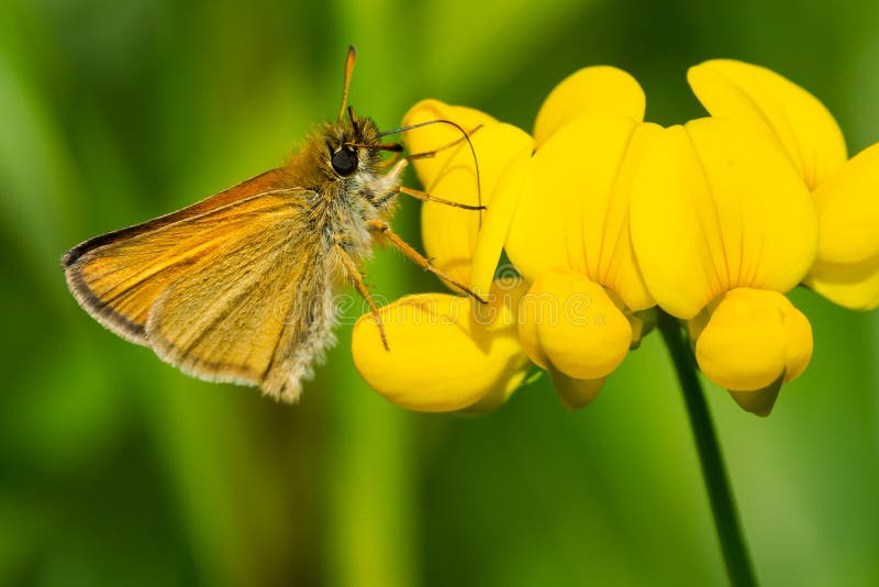 European Skipper Butterfly - Thymelicus Lineola Stock Photo - Image of ...