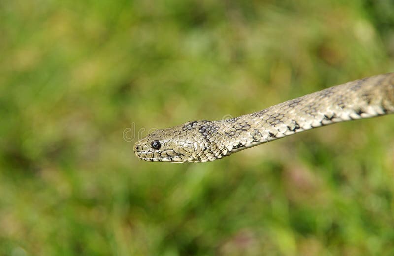 European Smooth Snake Coronella Austriaca Stock Image - Image of ...