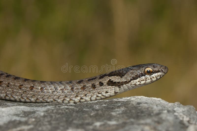 European Smooth Snake (Coronella Austriaca) Stock Image - Image of ...