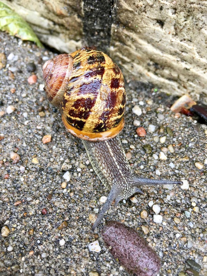European Snail Cornu Aspersum Stock Photo - Image of brown, crawl ...