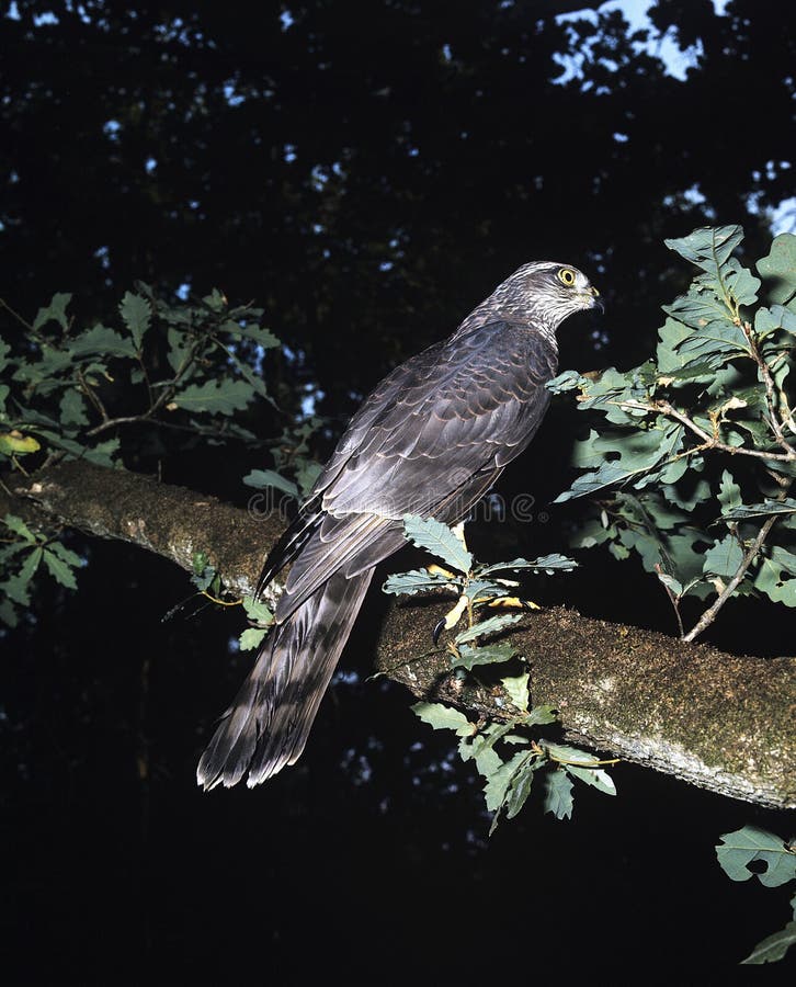 European Sparrowhawk, Accipiter Nisus Stock Image - Image of profile ...