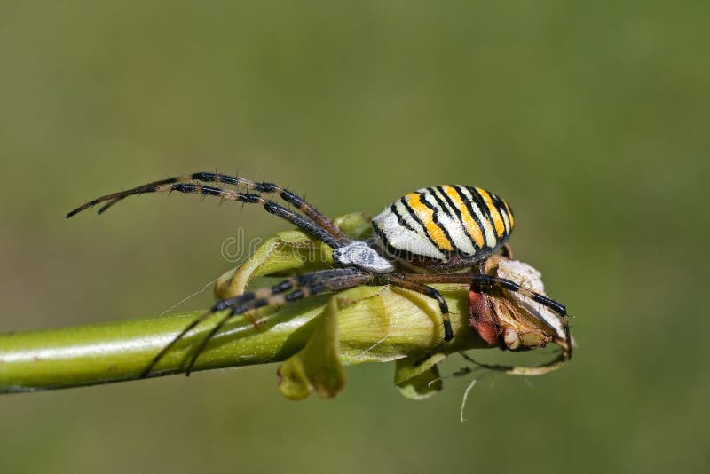 White - Yellow Spider, Argiope Bruennichi Stock Image - Image of hair ...