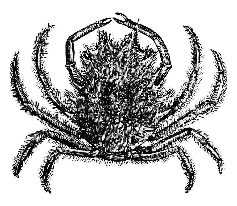 Spider Crab Line Stock Illustrations 83 Spider Crab Line Stock Illustrations Vectors